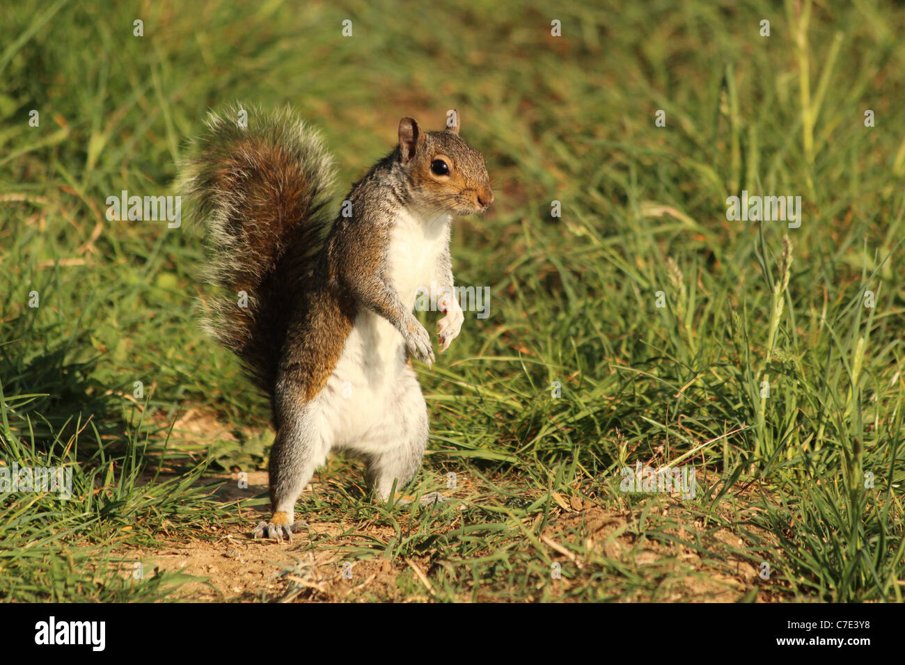 A grey squirrel on hind legs Stock Photo - Alamy