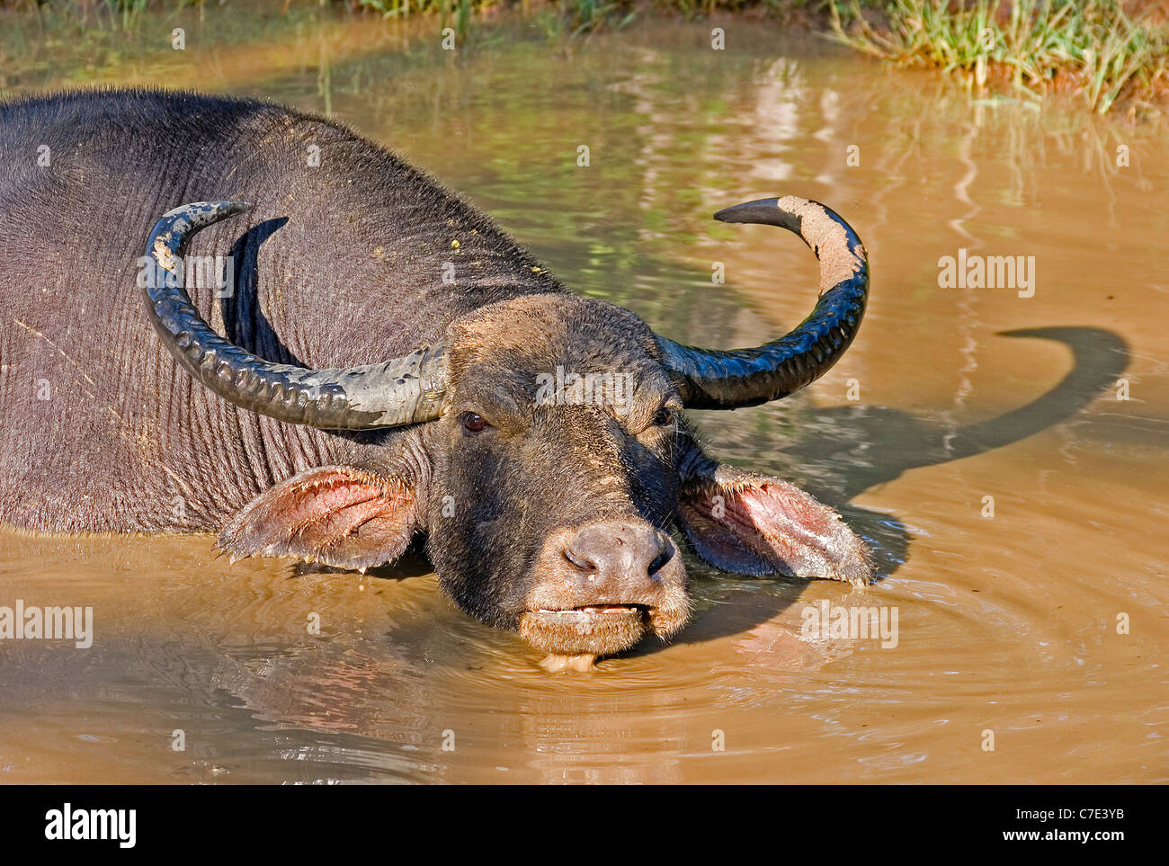Wild water buffalo bubalus arnee Sri Lanka Stock Photo - Alamy