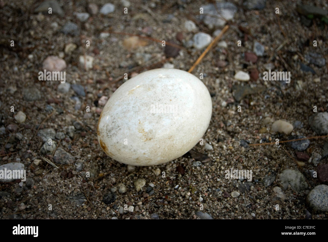 Egg laying goose hi-res stock photography and images - Alamy