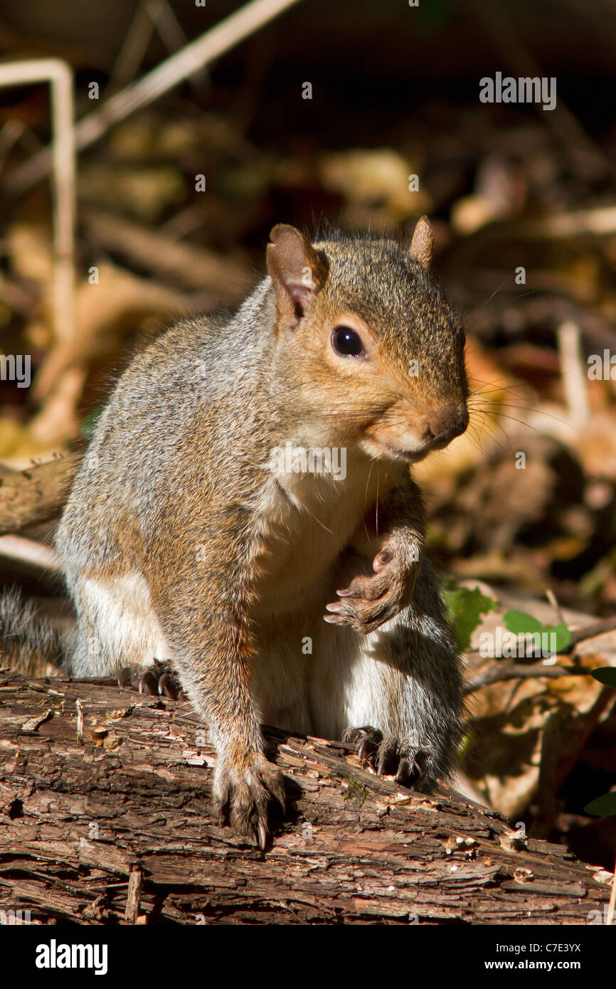 Squirrel pose hi-res stock photography and images - Alamy