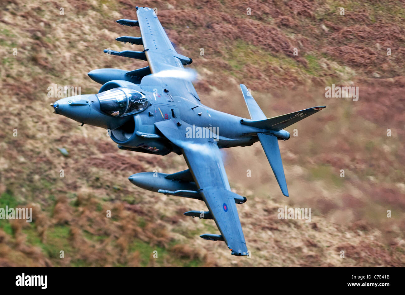 Has A Harrier Ever Killed Anyone