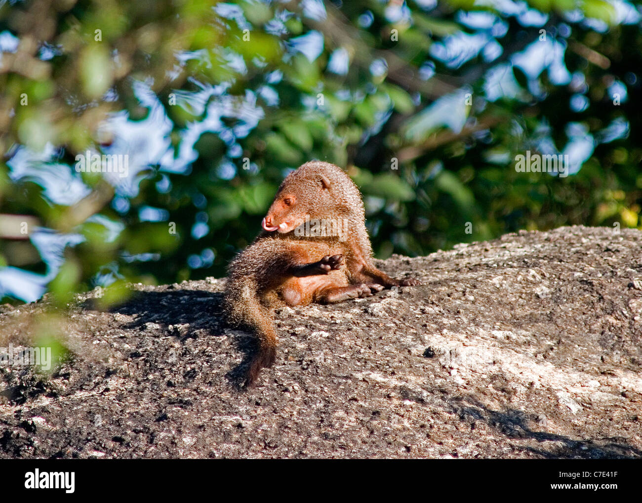 Grey mongoose herpestes edwardii Sri Lanka Stock Photo - Alamy