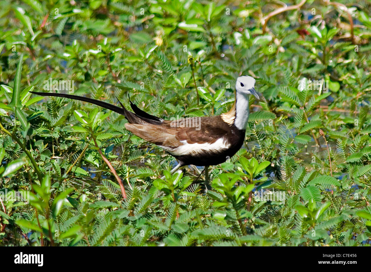 Pheasant tailed jacana hi-res stock photography and images - Alamy