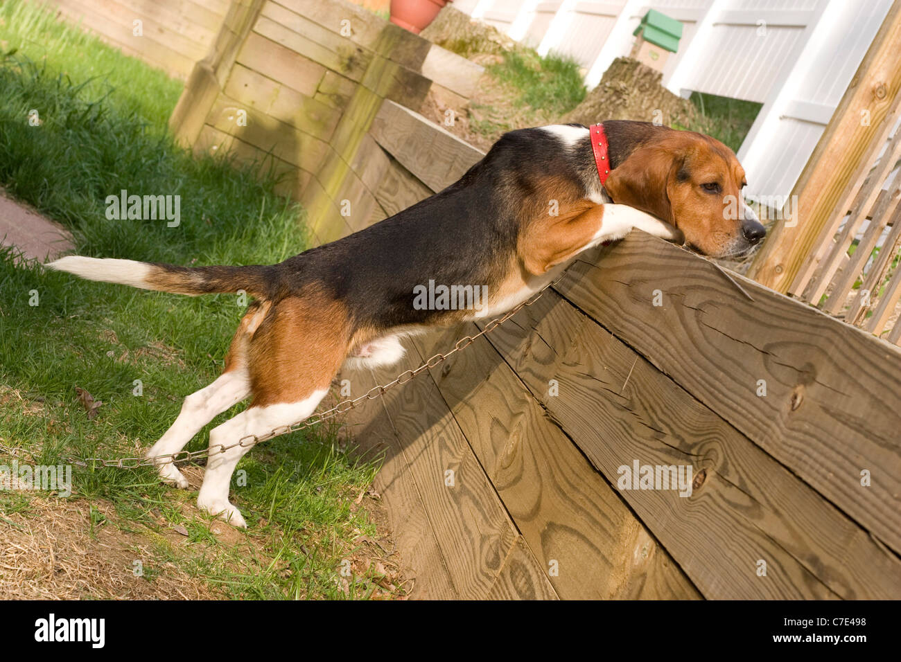 Portrait of a young, tri-colored beagle puppy Stock Photo - Alamy