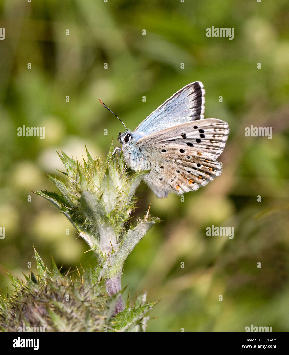 Chalkhill blue hi-res stock photography and images - Alamy