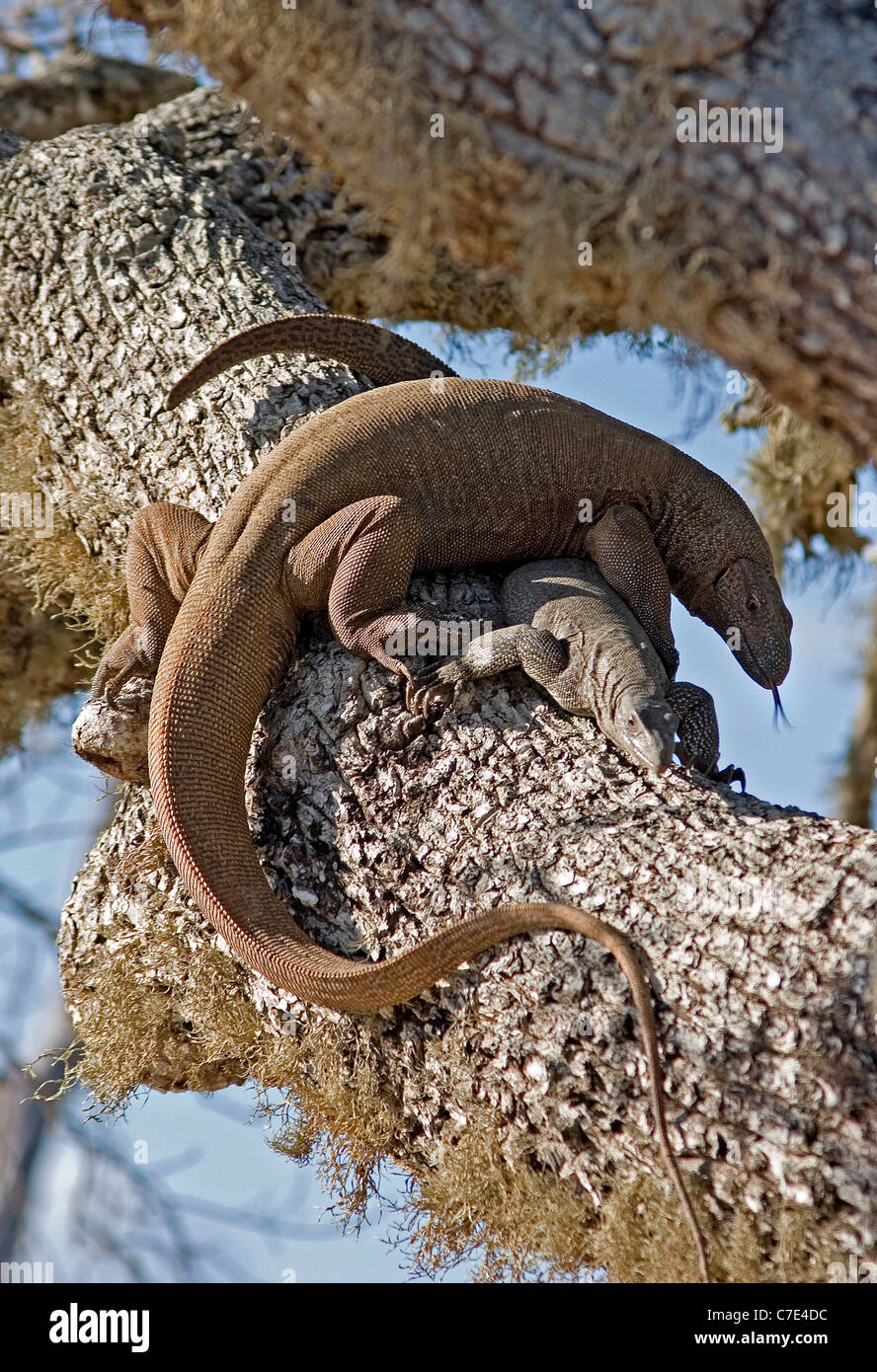 Land monitor lizard varanus bengalensis Sri Lanka Stock Photo - Alamy
