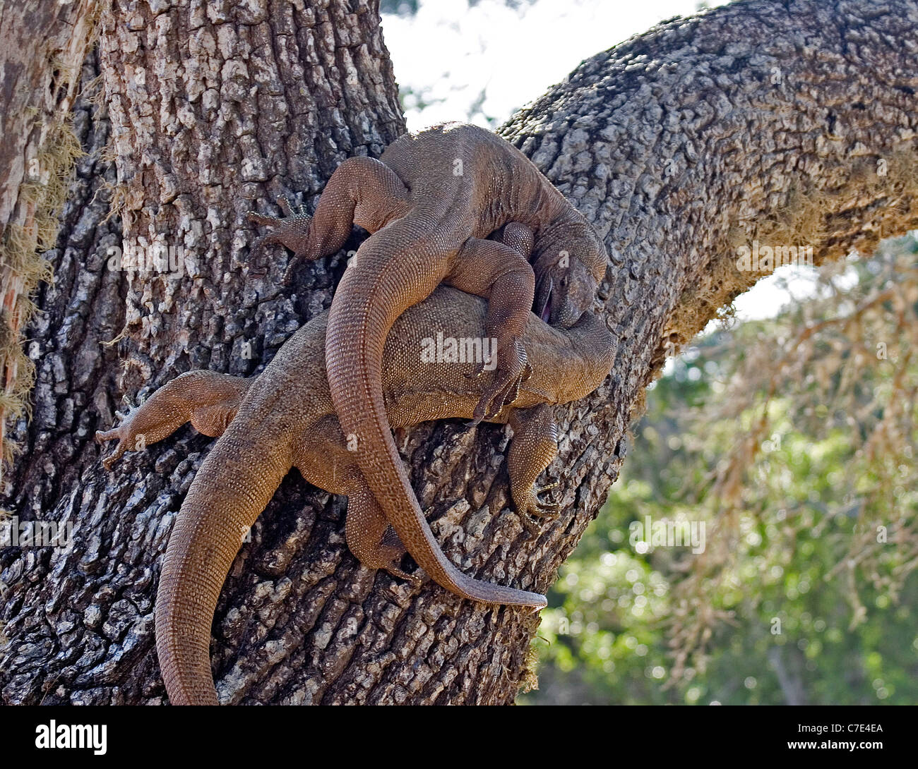 Land monitor lizard varanus bengalensis Sri Lanka Stock Photo - Alamy