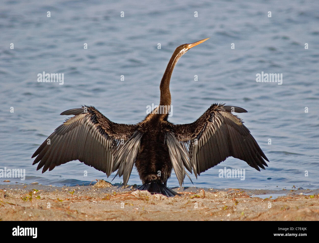 Snake bird hi-res stock photography and images - Alamy