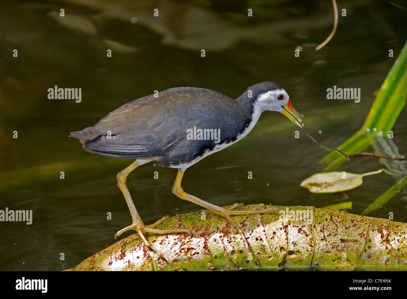 Waterhen High Resolution Stock Photography and Images - Alamy