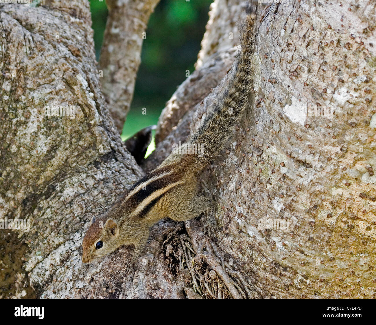 Palm squirrel funambulus palmarum Sri Lanka Stock Photo - Alamy