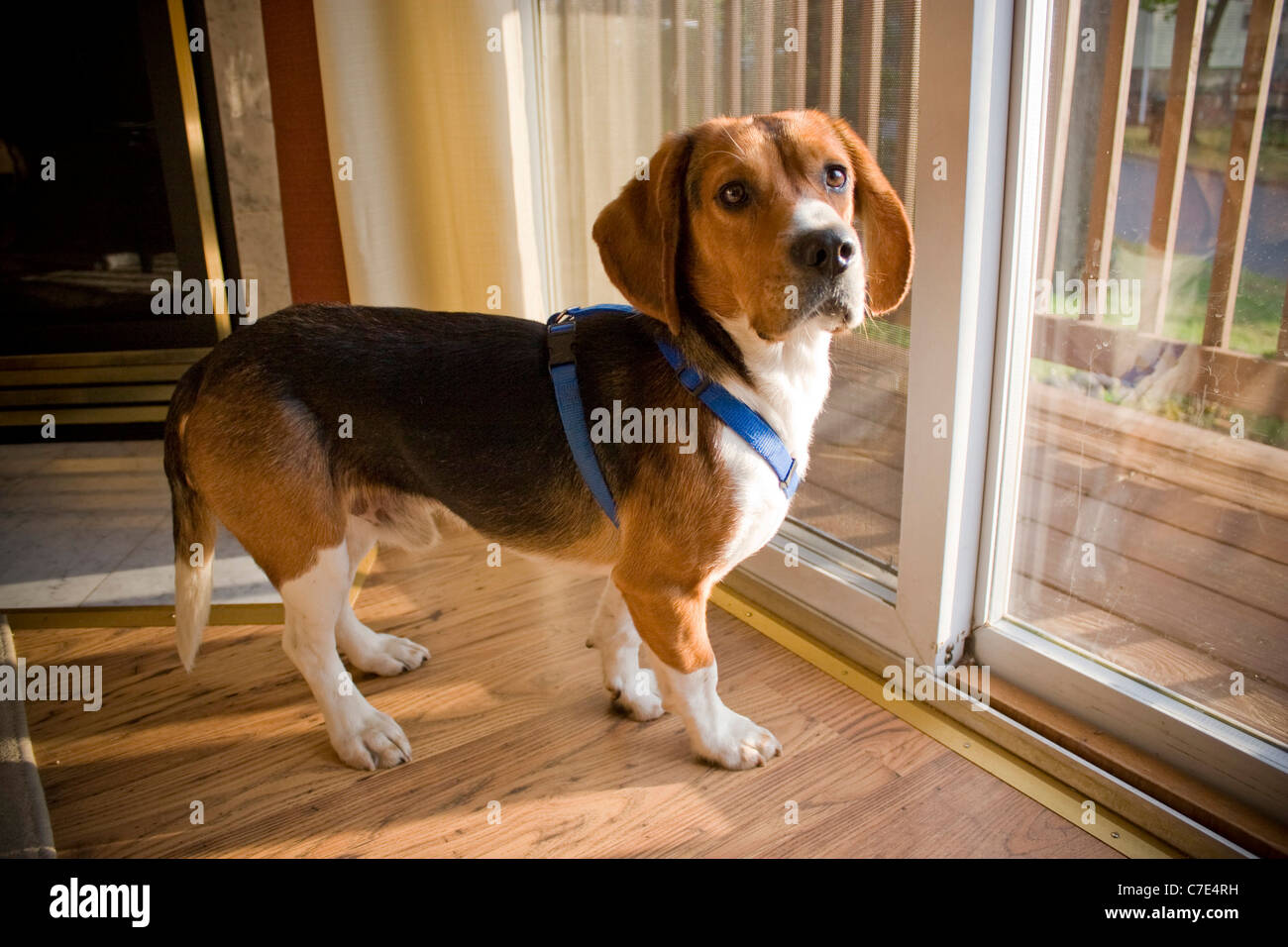 Portrait of a young, tri-colored beagle puppy Stock Photo - Alamy