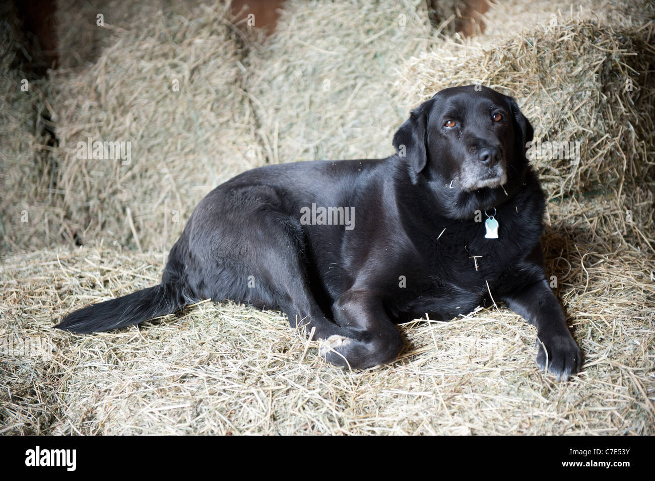 Black Lab laying in hay stacks Stock Photo - Alamy