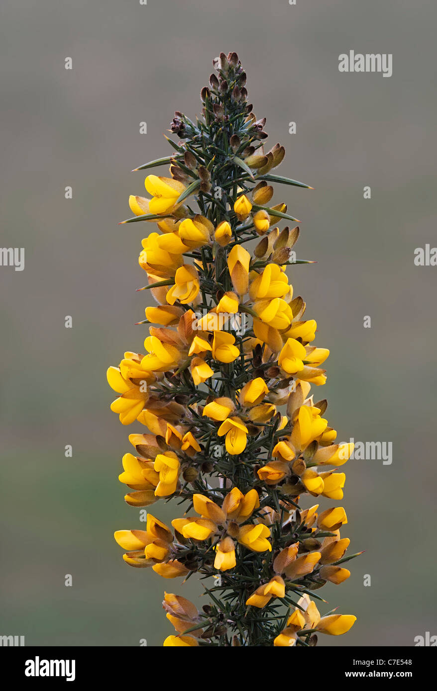 Common gorse hi-res stock photography and images - Alamy