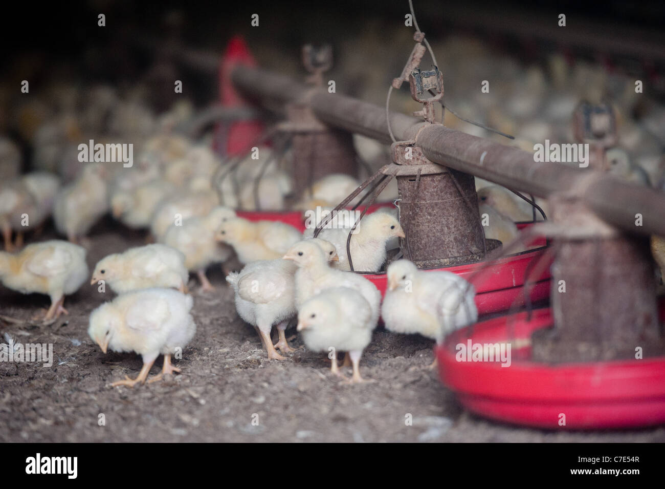 chicks feeding in a chicken coop Stock Photo - Alamy