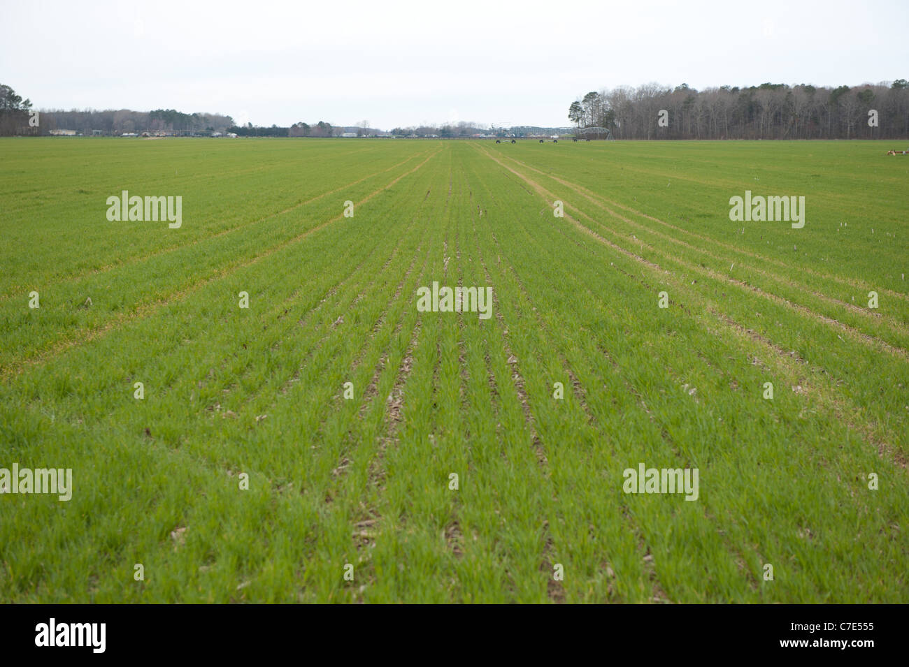 Rows of crops in field Stock Photo - Alamy