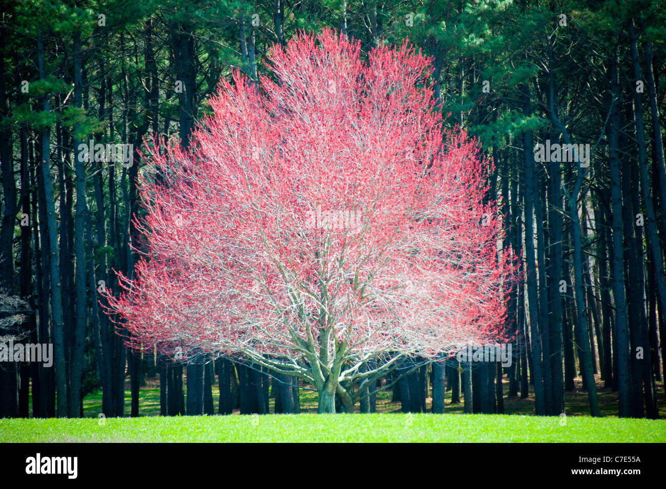 Flowering red tree in green forest Stock Photo - Alamy