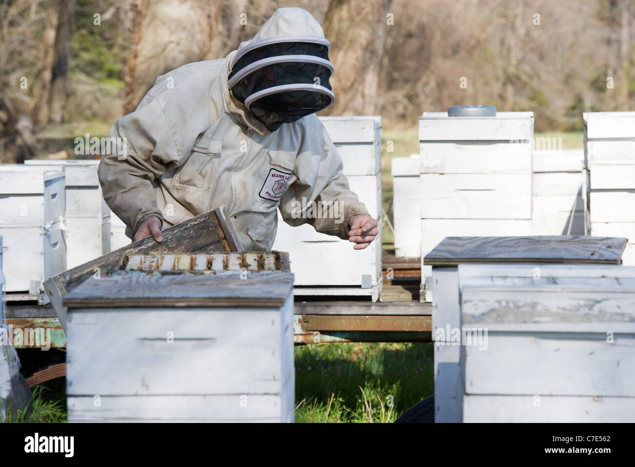 Inspecting the bee hive hi-res stock photography and images - Alamy