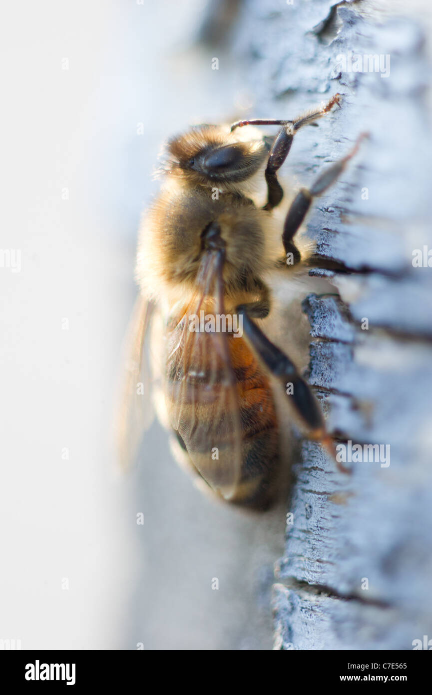 Bee hive tree hi-res stock photography and images - Alamy