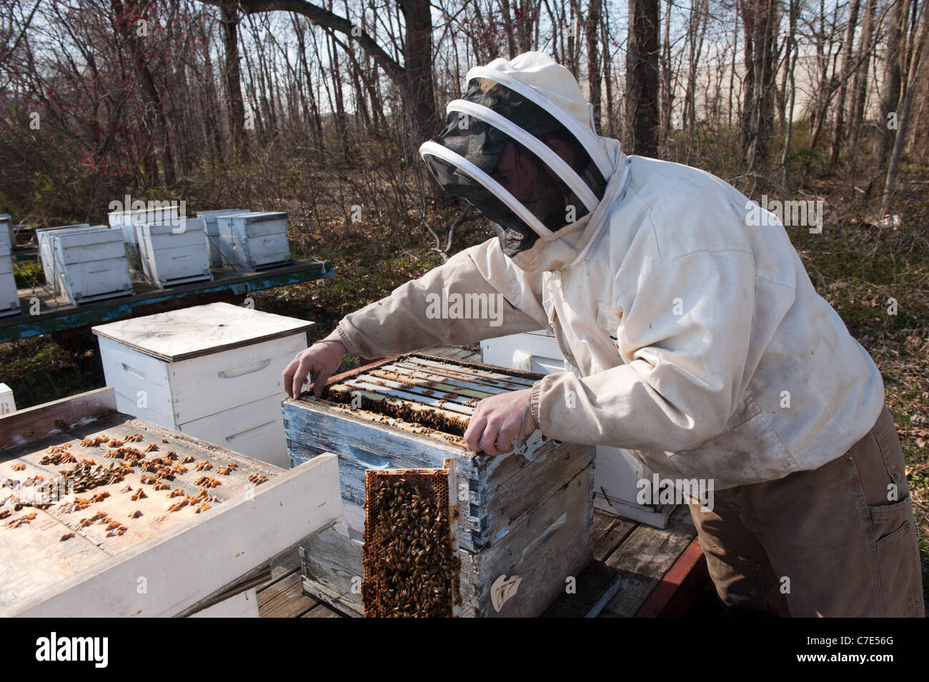 Inspecting the bee hive hi-res stock photography and images - Alamy