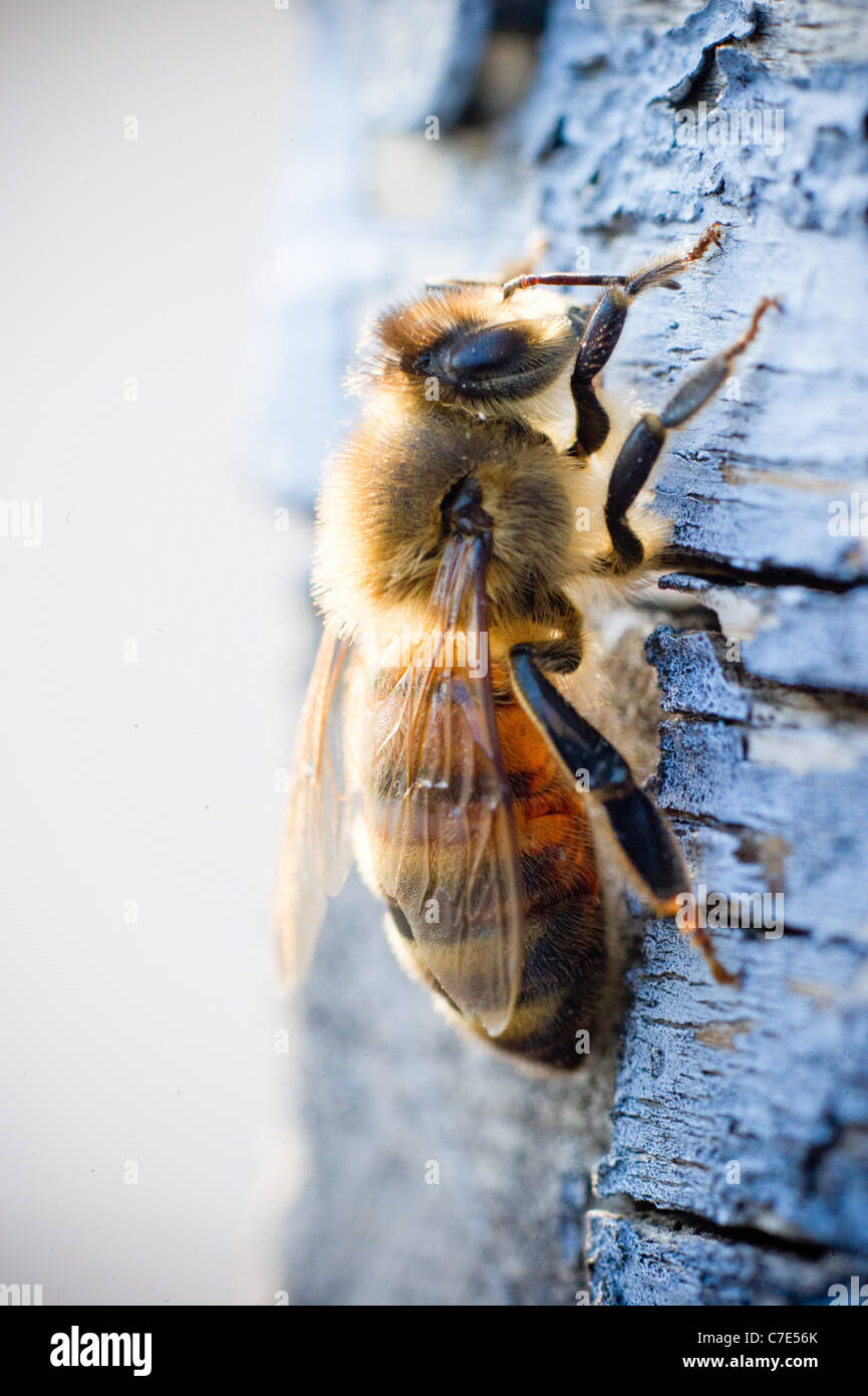 Bee hive tree hi-res stock photography and images - Alamy
