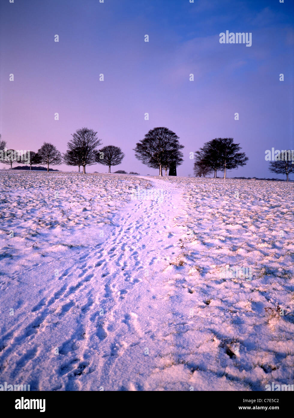 Beverley westwood east yorkshire snowy hi-res stock photography and ...