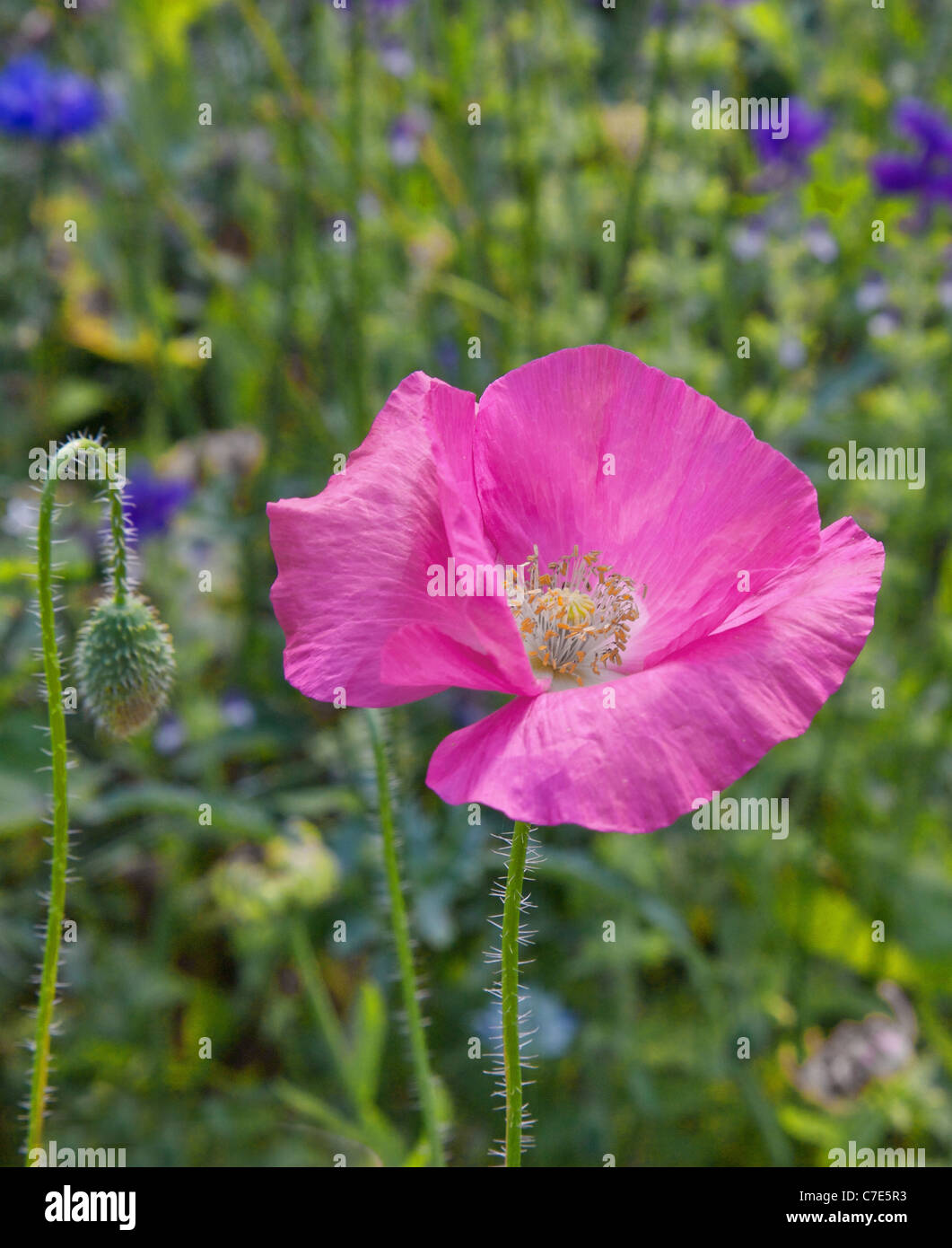 Common Poppy Pink