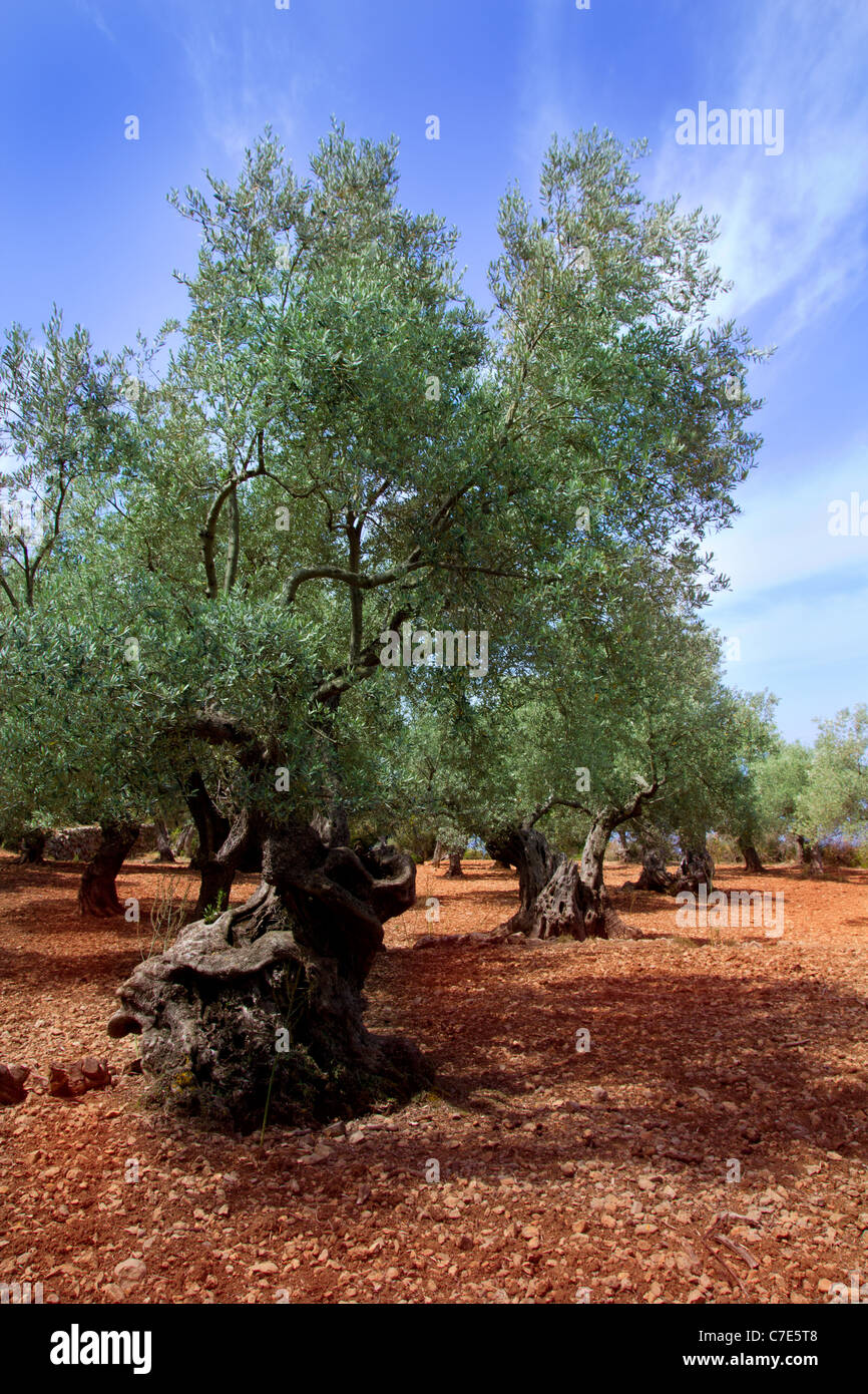 Olive tree fields in spain hi-res stock photography and images - Alamy