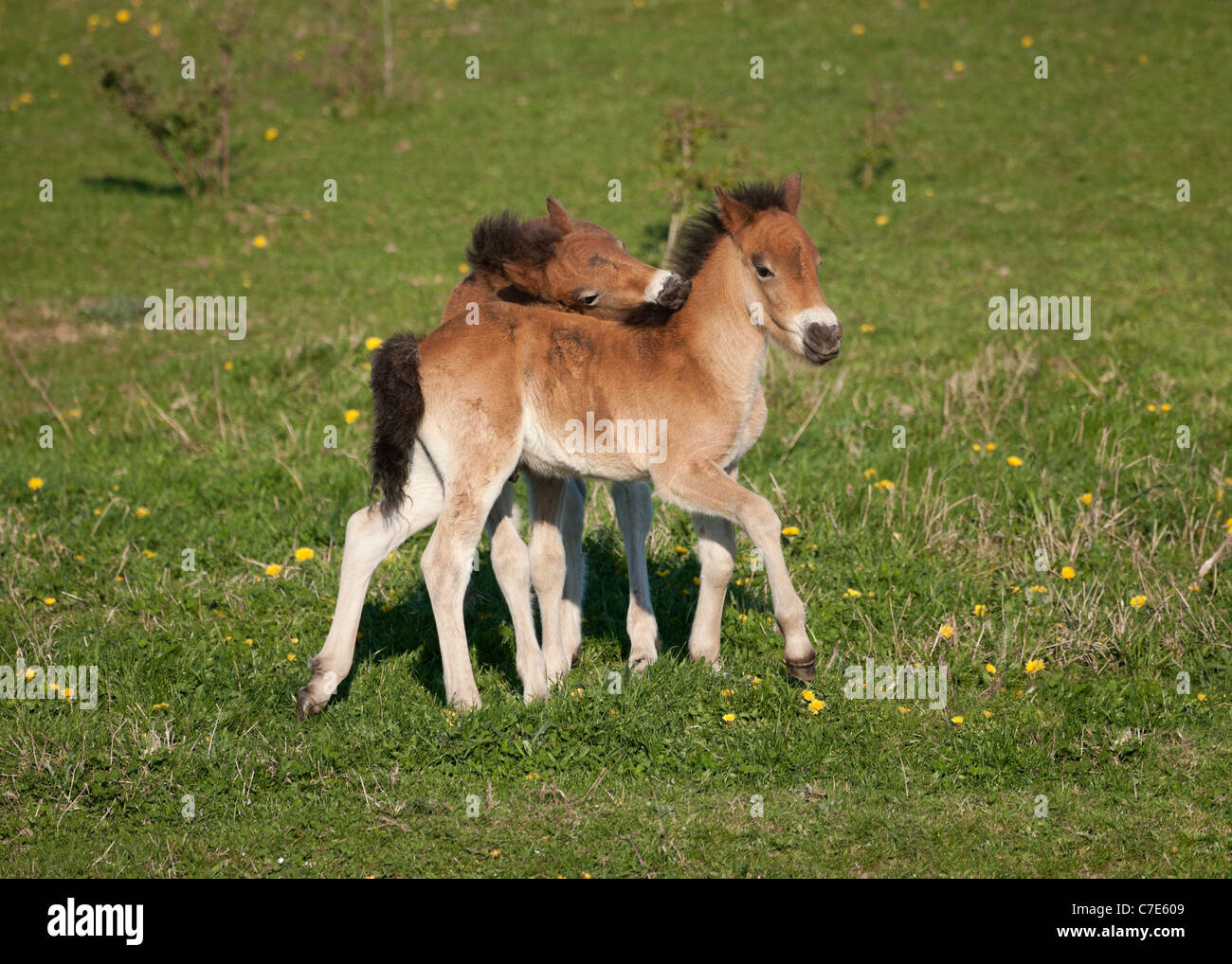 Feral horse hi-res stock photography and images - Alamy