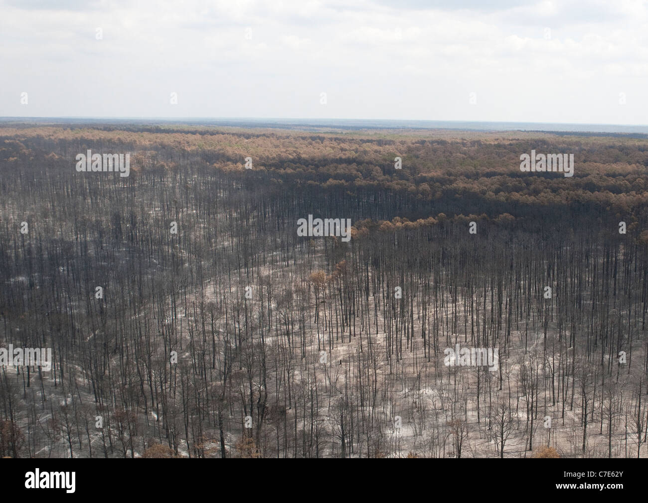 Aerial view of forest in Lost Pines State Park damages by wildfires ...