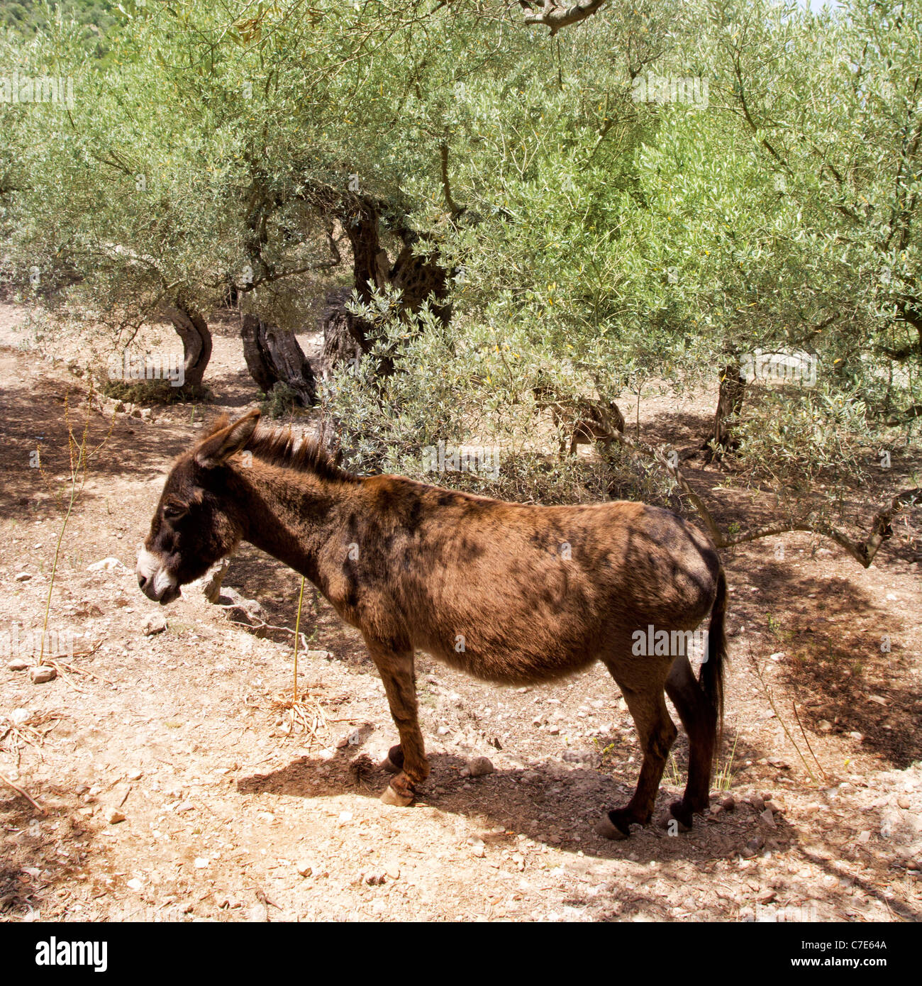 Donkey mule in s mediterranean olive tree field of Majorca Spain Stock ...