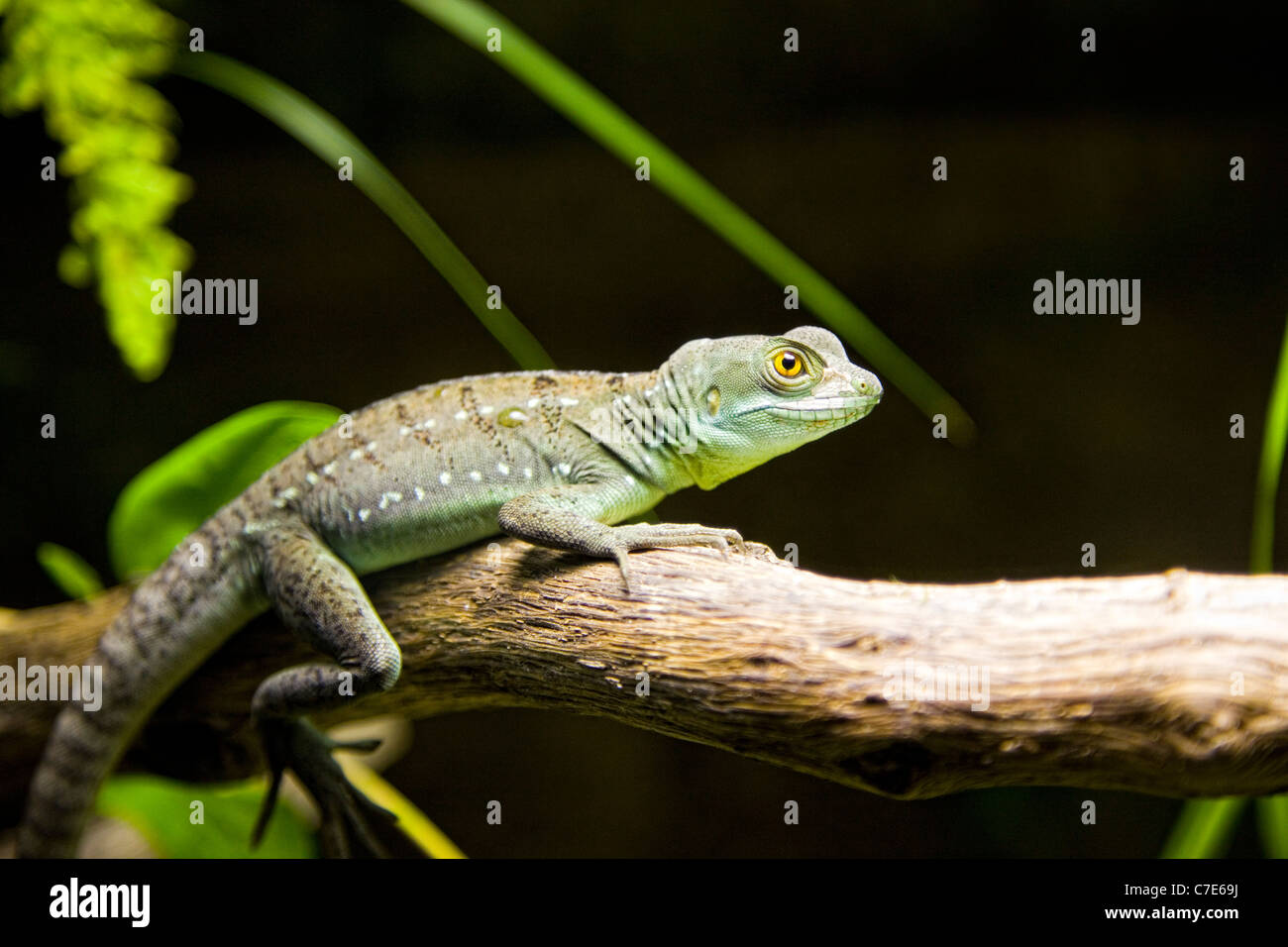 Rest reptile hi-res stock photography and images - Alamy