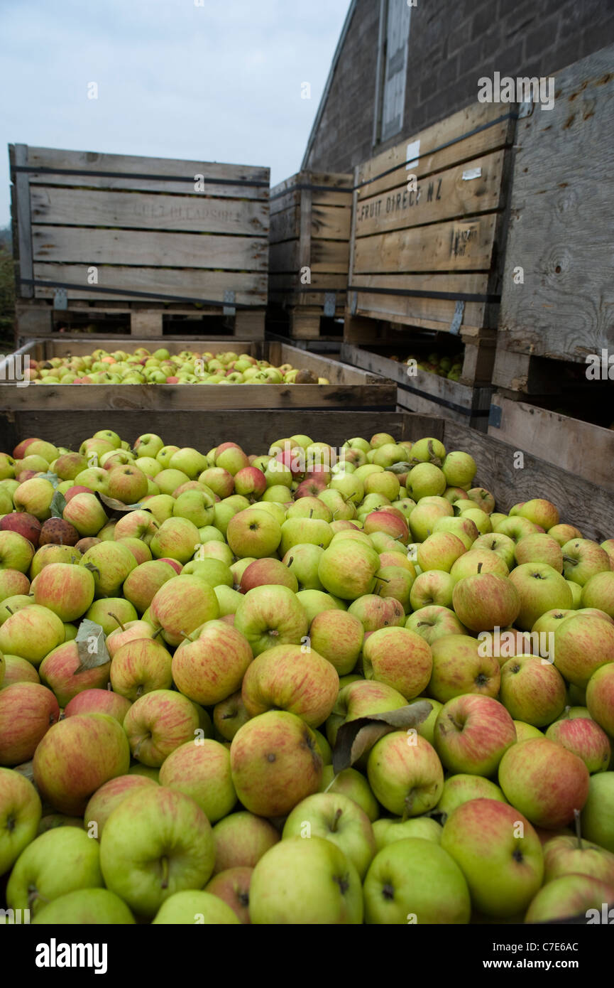 Crate of freshly picked apples at the orchard Stock Photo - Alamy