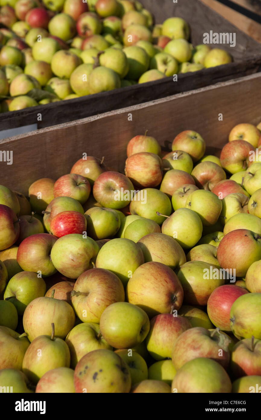 Crates of freshly harvested apples for juicing Stock Photo - Alamy