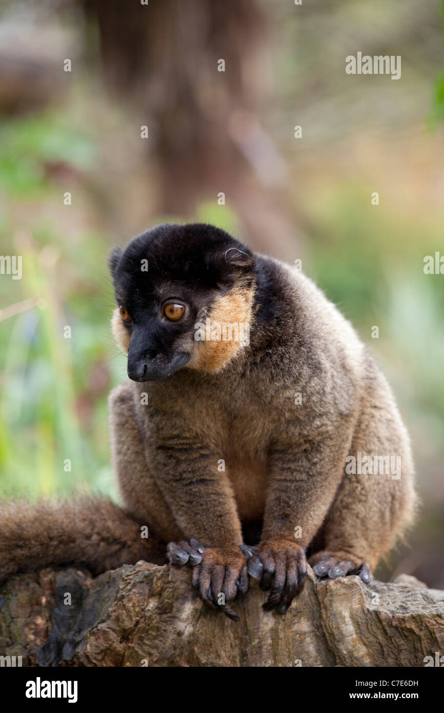 Brown collared lemur hi-res stock photography and images - Alamy