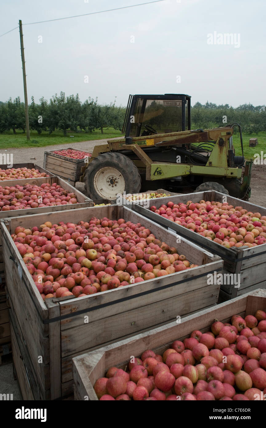 Crates of apples after harvest Stock Photo - Alamy