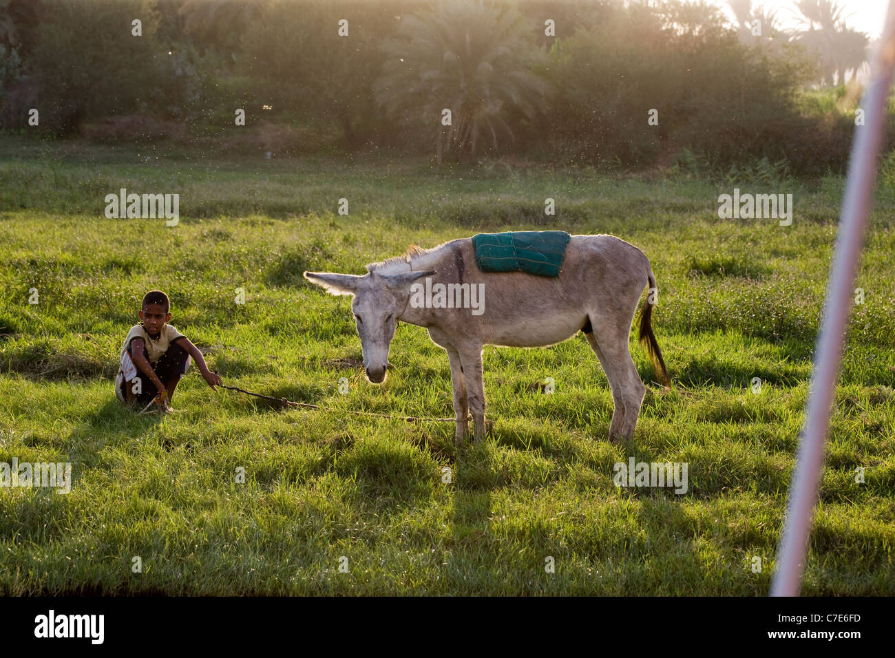 Boy with donkey and selection of flying insects from the River Nile ...