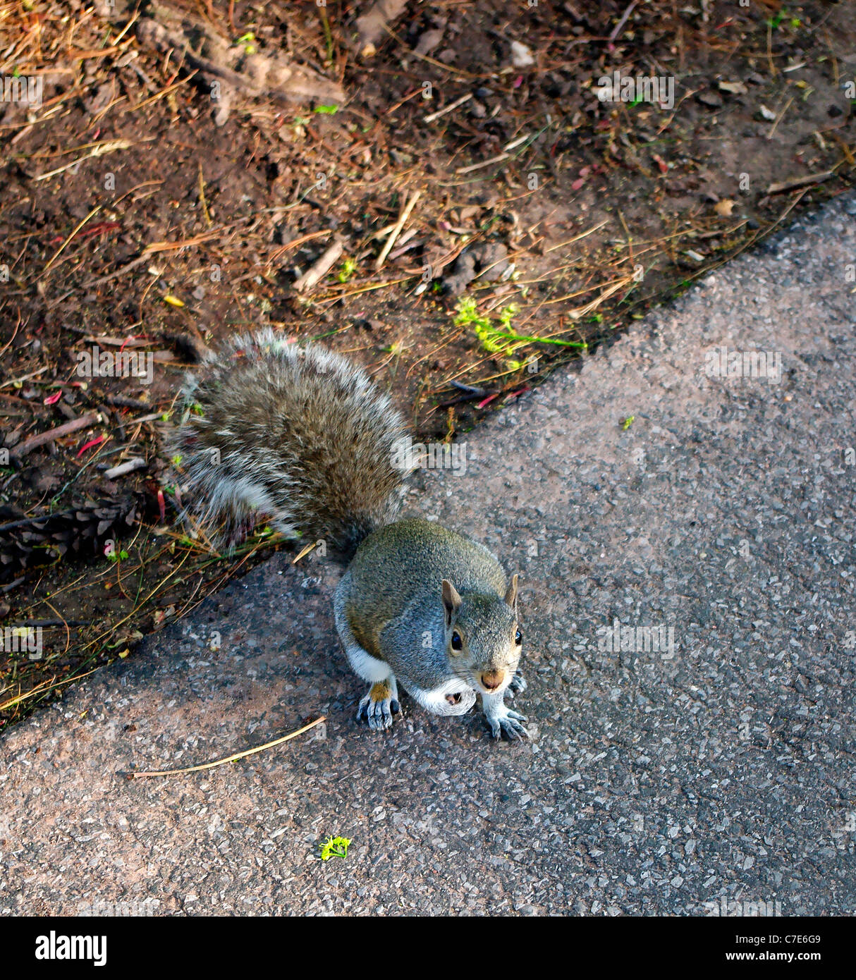 Squirrel storing food hi-res stock photography and images - Alamy