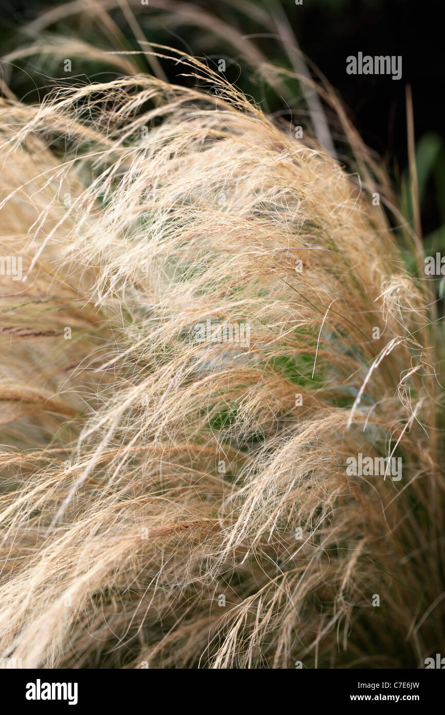 Ornamental grasses uk hi-res stock photography and images - Alamy