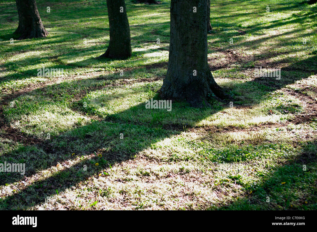 Circles in the grass around the base of tree trunks like circles in a ...