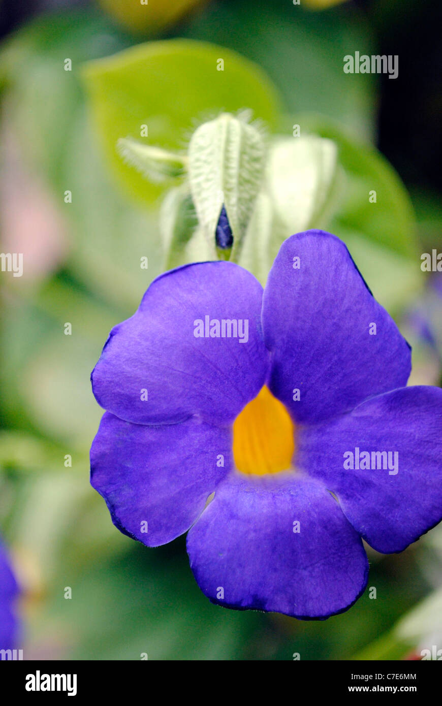 Thunbergia BLUE GLORY Blue Trumpet vine Stock Photo - Alamy