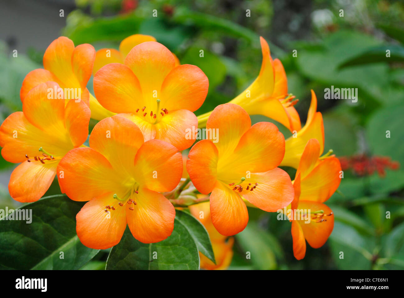 Tropical Rhododendron simbu sunset Stock Photo - Alamy