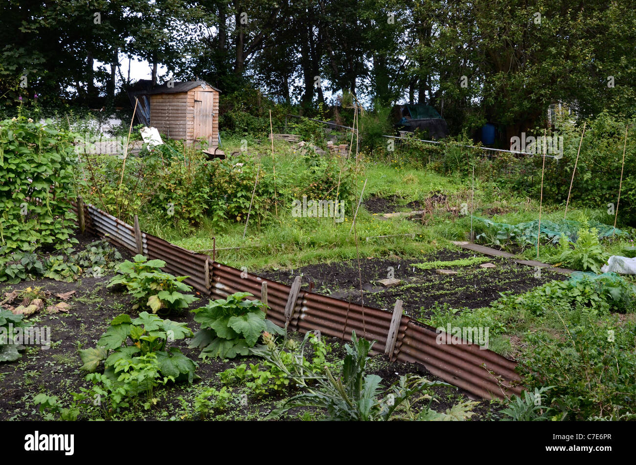 Allotments in Edinburgh Stock Photo - Alamy