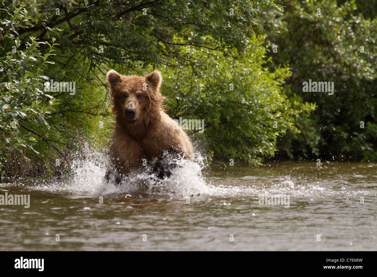 Brown Bear, Ursus Arctos chasing fish Stock Photo - Alamy