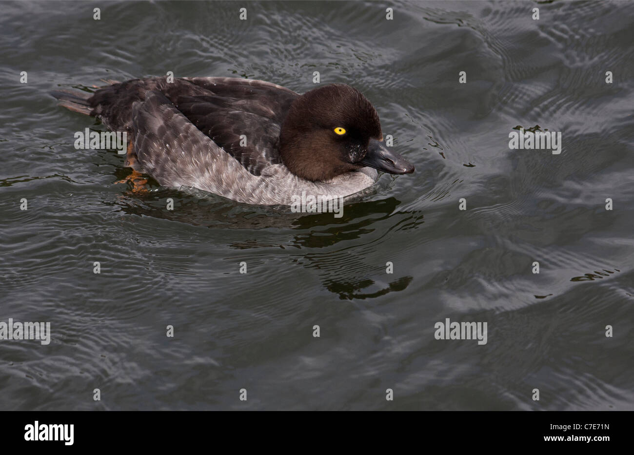 Tufted duck eclipse hi-res stock photography and images - Alamy