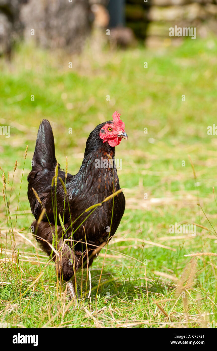 A free range chicken Stock Photo - Alamy