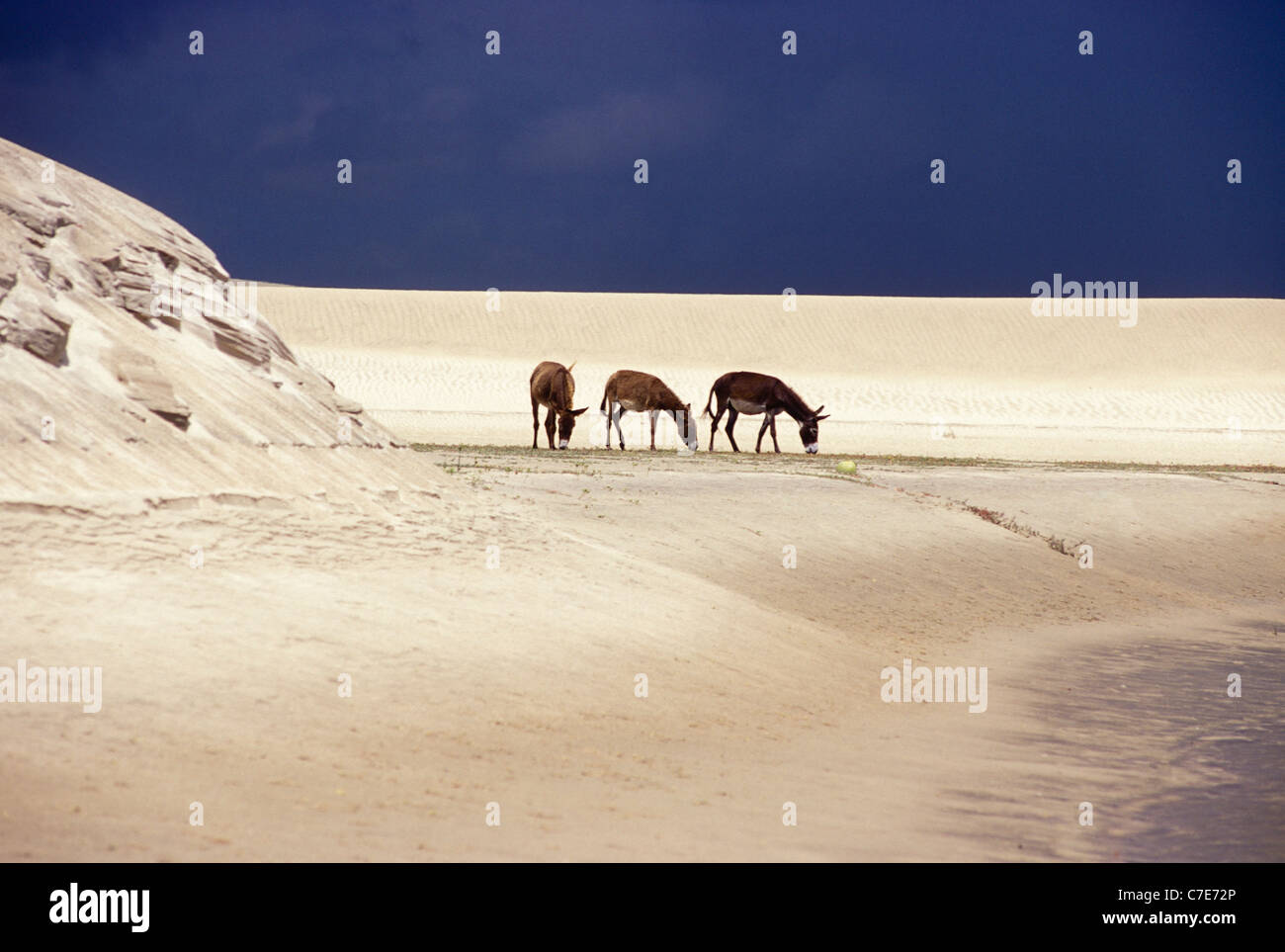 Ceara State coastline Jegue donkey Equus asinus the domestic ass animal used for load ...