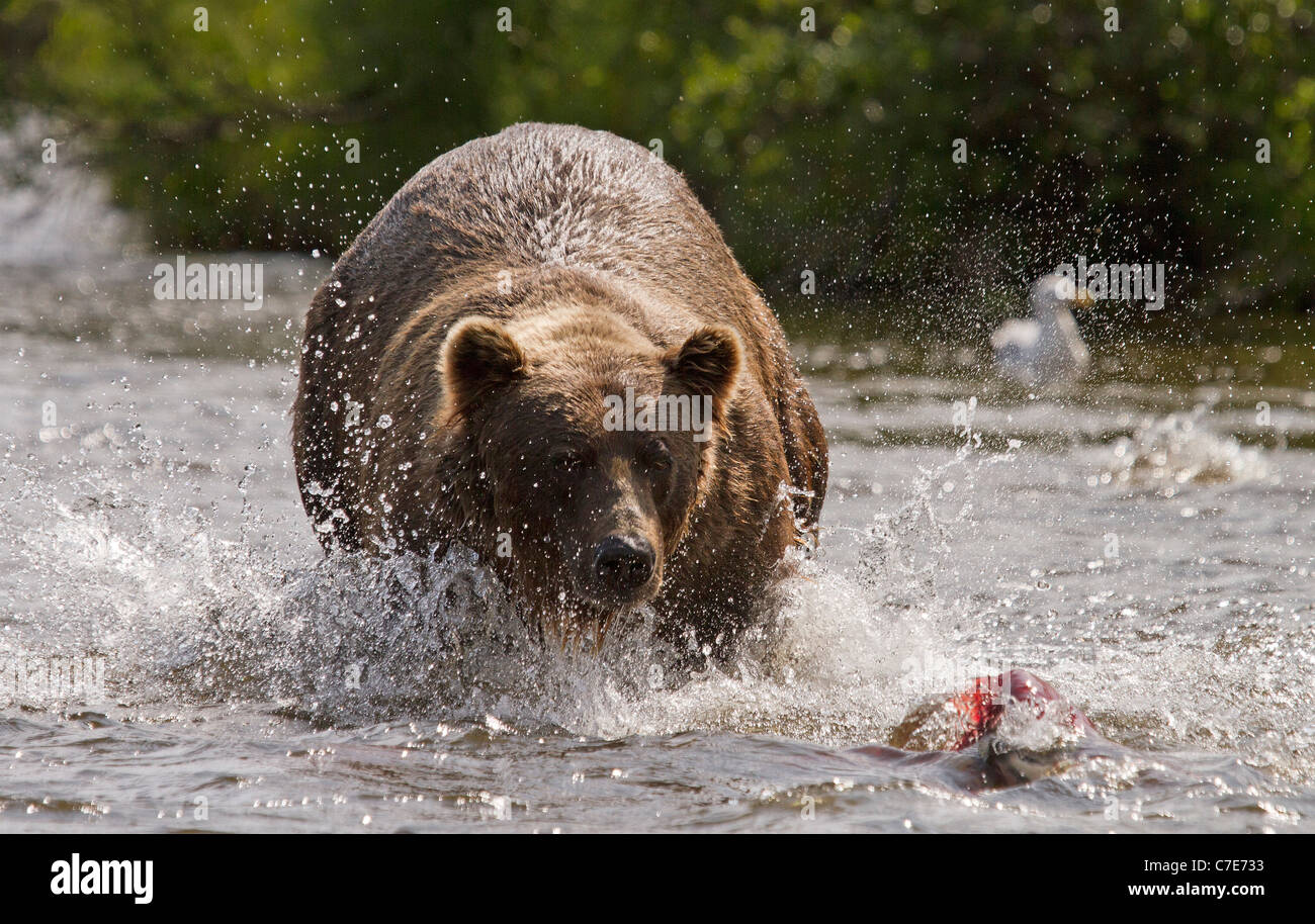 Pouncing hi-res stock photography and images - Alamy