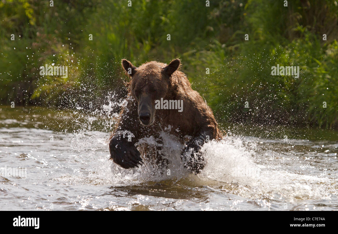 Brown bear ursus chasing fish hi-res stock photography and images - Alamy