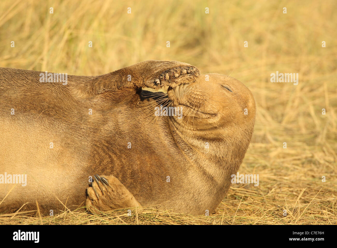 Grey seals at Donna nook Stock Photo - Alamy