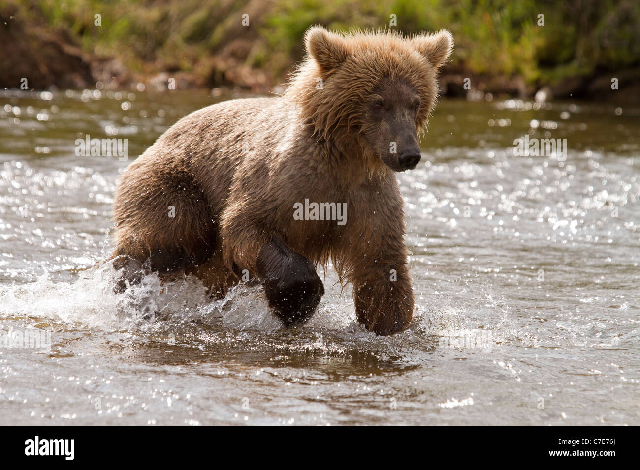 Brown Bear cub, Ursus Arctos running through the river Stock Photo - Alamy